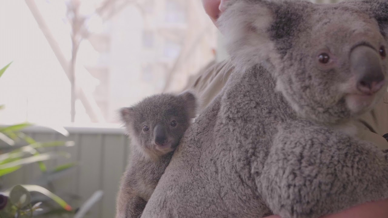 Wild Life Sydney Zoo Koala Joey Gender Reveal Party - YouTube