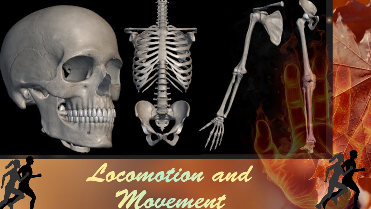 Locomotion and movement explanation with images - YouTube