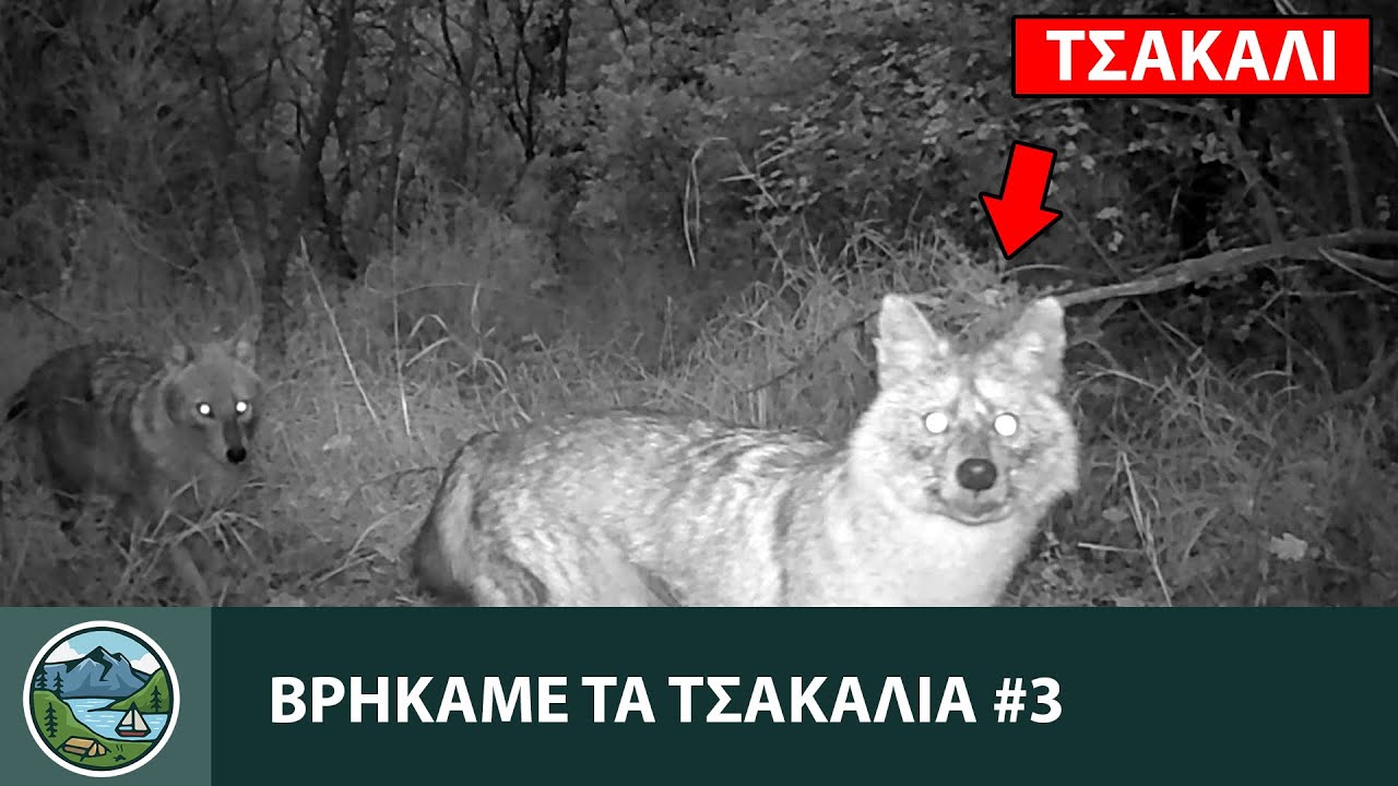 Βρήκαμε τα Τσακάλια - Φοβερά κοντινά πλάνα από τσακάλια και ...