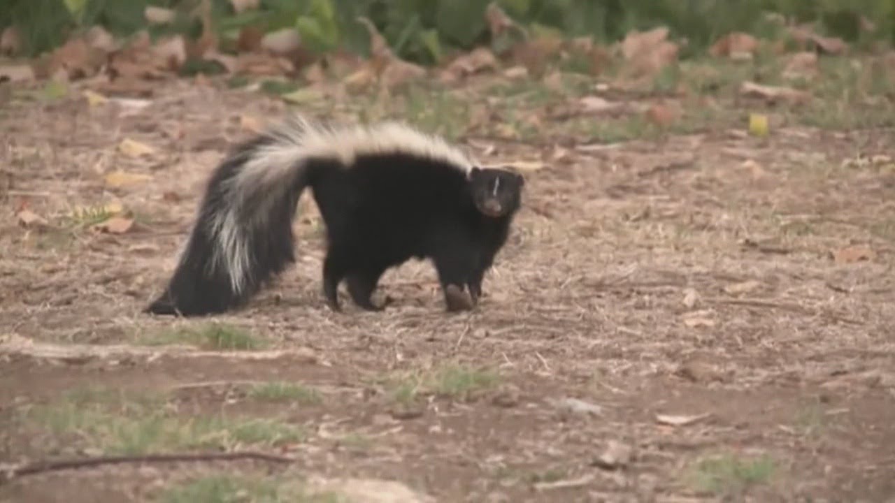 Skunks prompt rabies concern in Carlsbad - YouTube