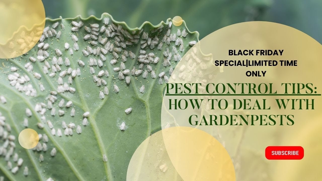 Pest Control Tips: How To Deal With Pests |Black Friday Deal! - YouTube
