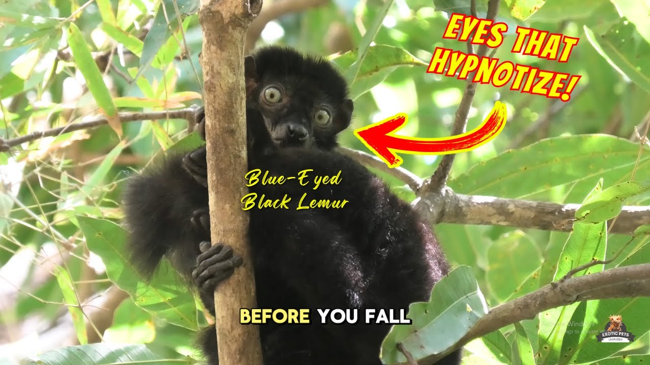 Top Primatologist Reveals Secrets of Blue-Black Lemur Behavior - YouTube