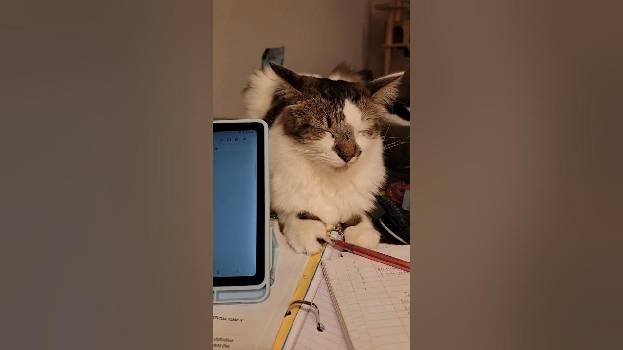 My cat wants attention when I study 😆 - YouTube