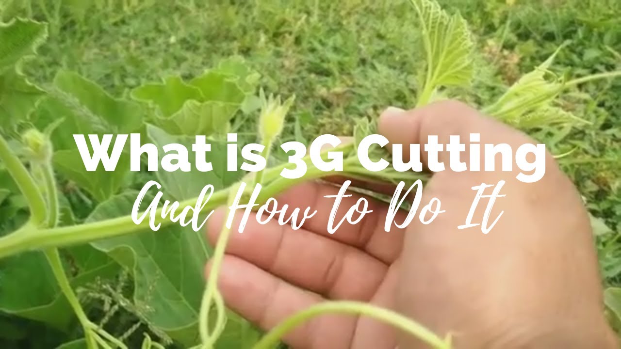 3G Cutting in Plants - Boost production using latest simple and easy ...