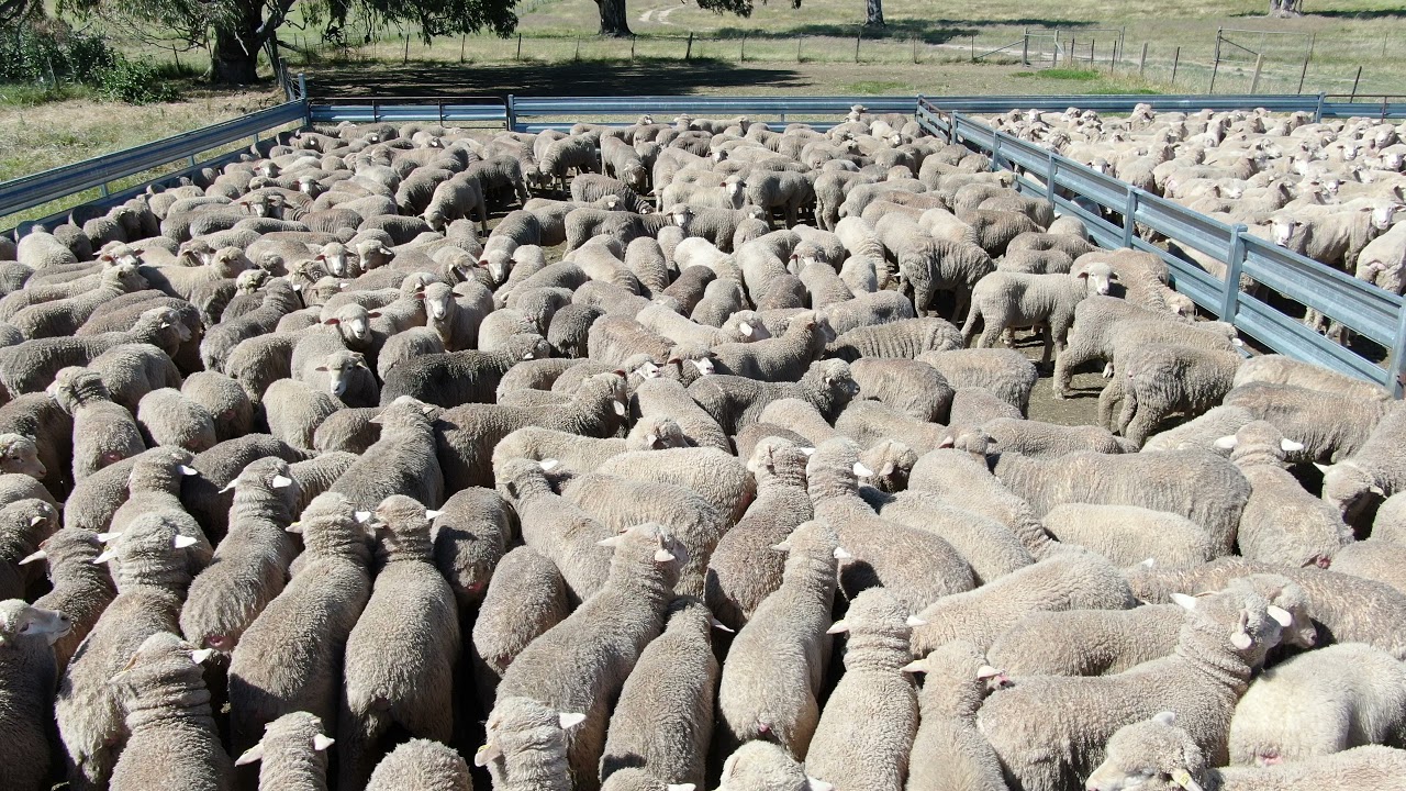 Walker Merino Wether Lambs - YouTube