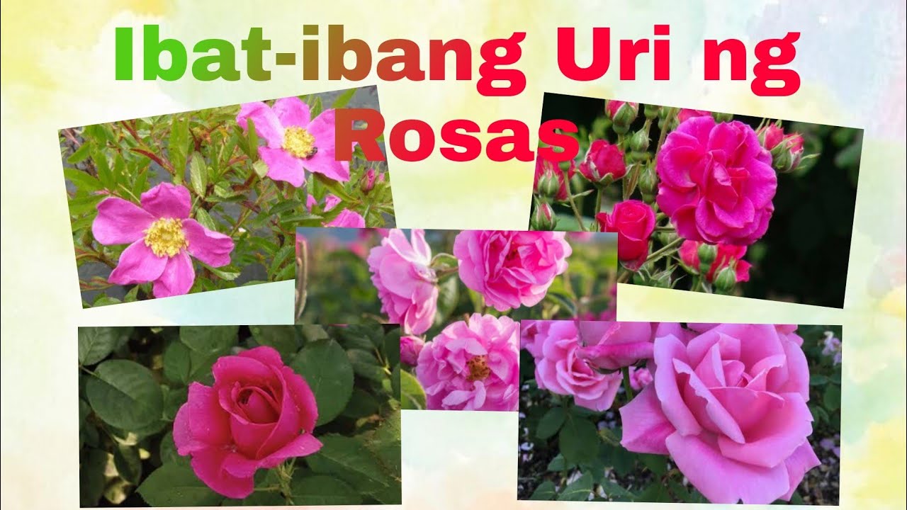 #1 Kaalaman sa Halaman (ft. Varieties of Rose Plant) - YouTube