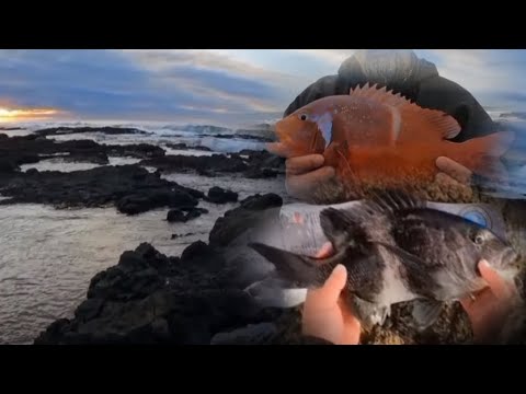 Red Roman and Black Musselcracker - YouTube