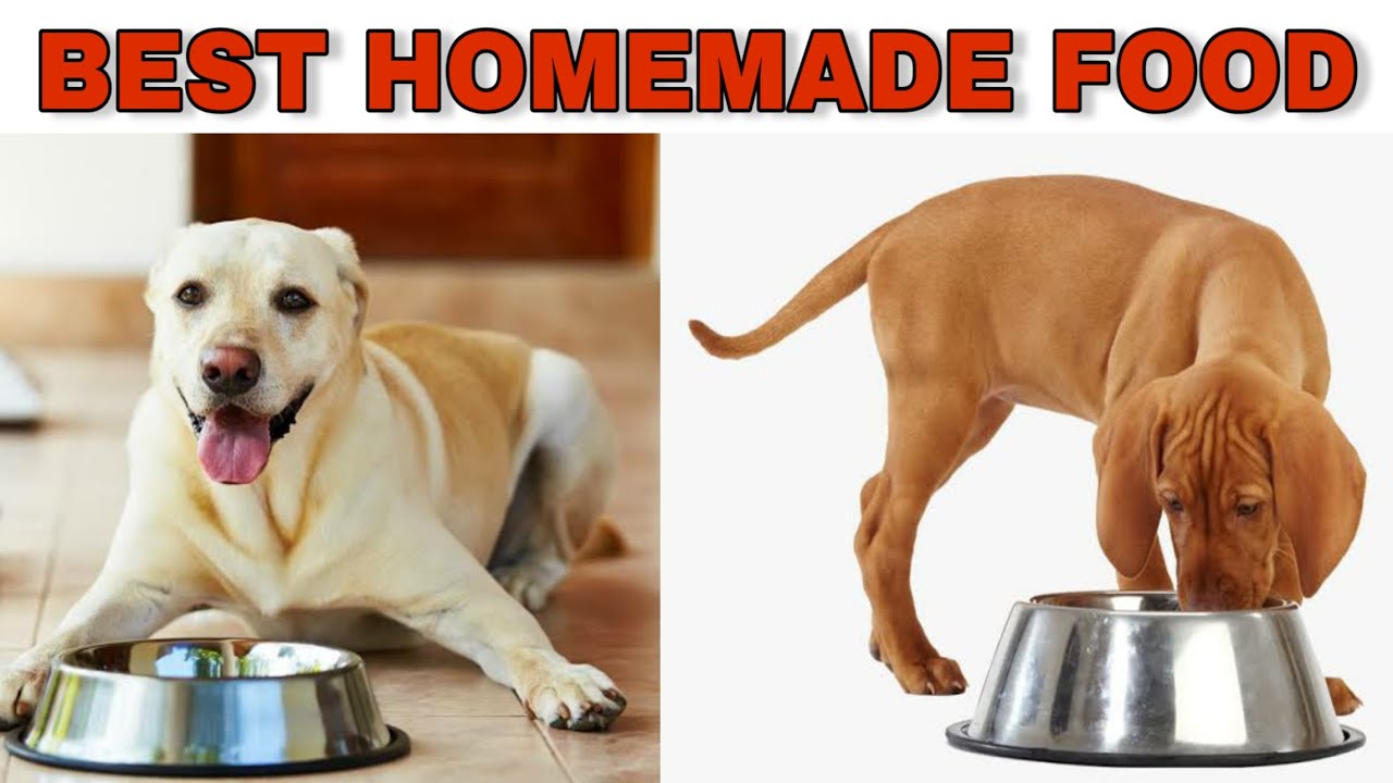 Best Homemade Food To Feed Your Dog Best Homemade Dog Food best-homemade-food-to-feed-your-dog-best-homemade-dog-food