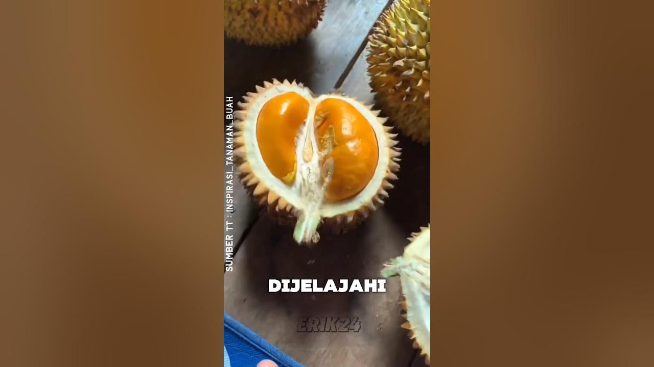 inilah buah yang mirip durian ‼️ - YouTube