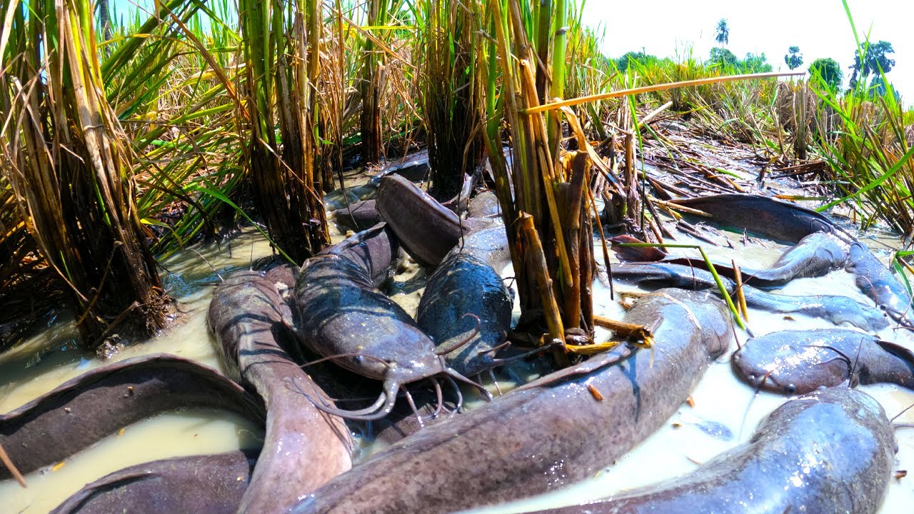 Best Fishing Skills - catch a lot of fish after harvesting rice catch ...