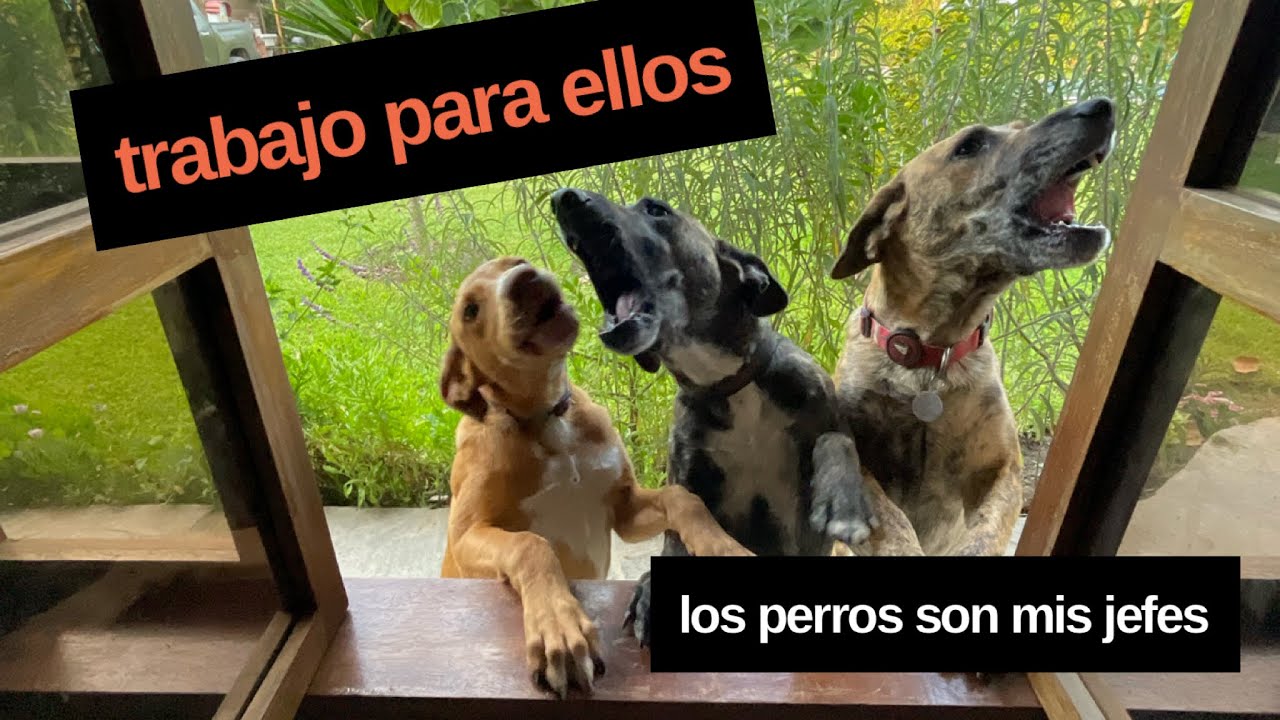 Los Perros son mis jefes 💰 Hagan sus pedidos 😉 - YouTube