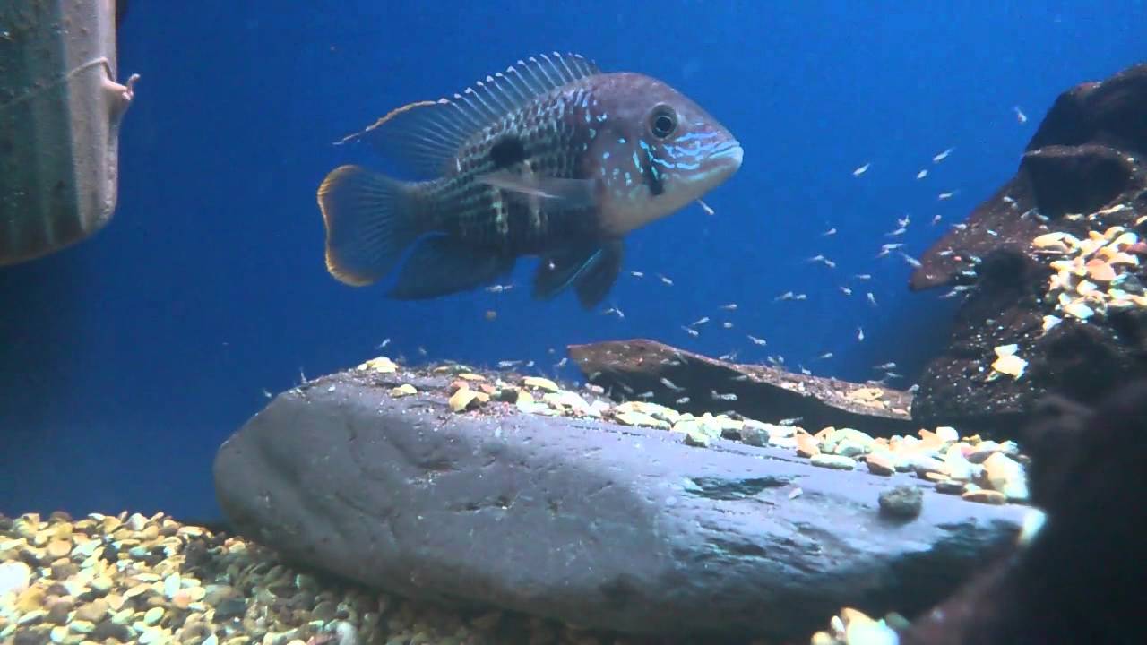 BABY GREEN TERROR FRY - YouTube