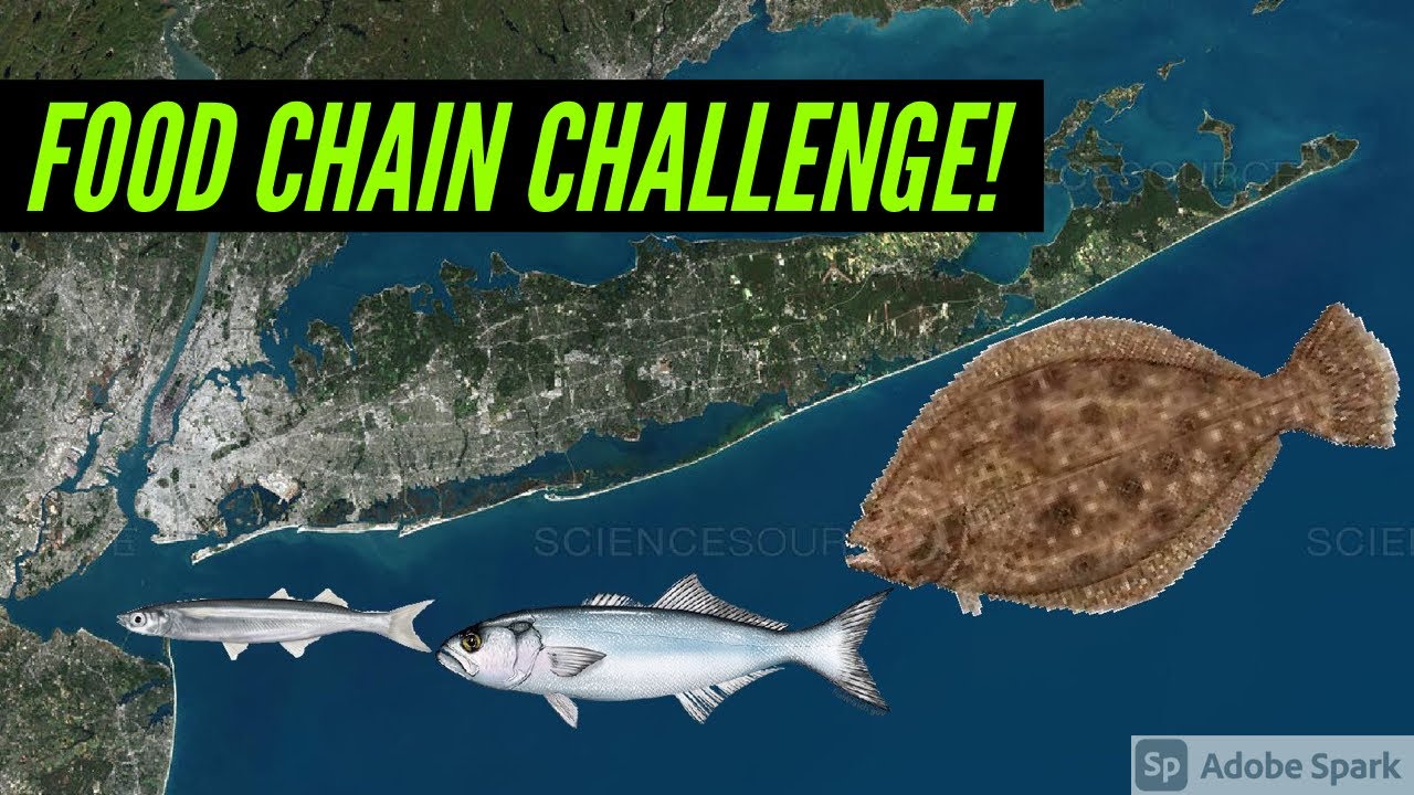 Long Island Fishing Food Chain Challenge! Spearing,Snapper, Fluke ...