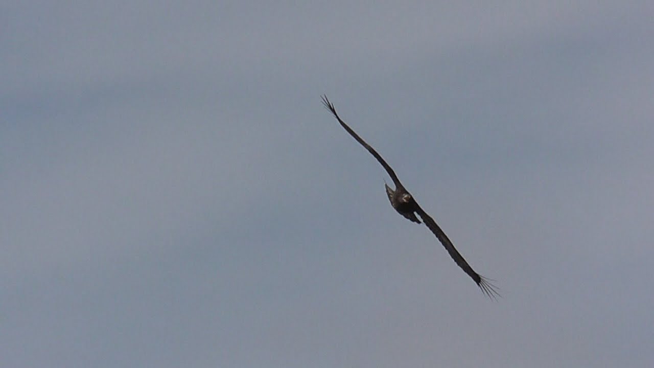 SWFL Eagles_Flying The Area~Soaring~Crows~ 04-17-15 - YouTube