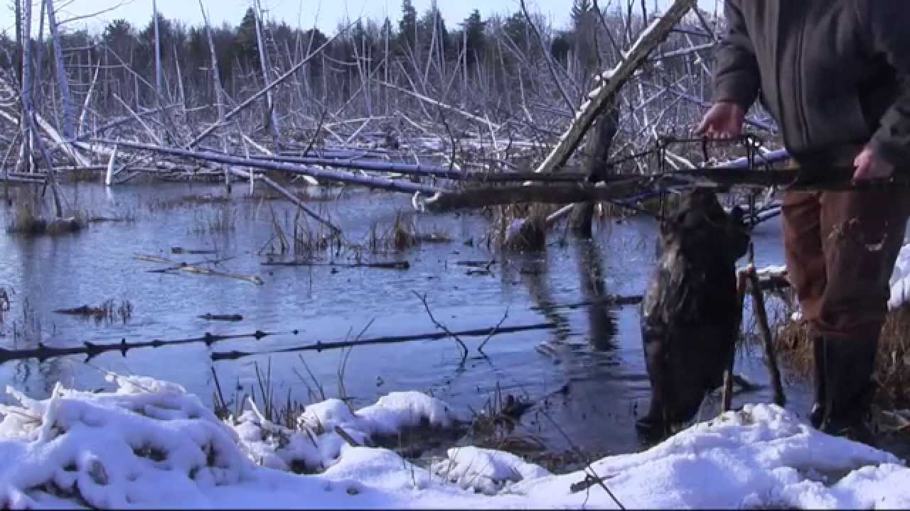 Stories From The Trapline 2014 Part 2 - Beaver Trapping - YouTube