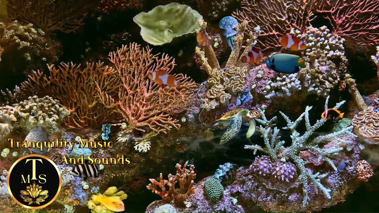 Sea Turtles & Sea Life | Vivid Beautiful Deep Sea | ASMR | Underwater ...