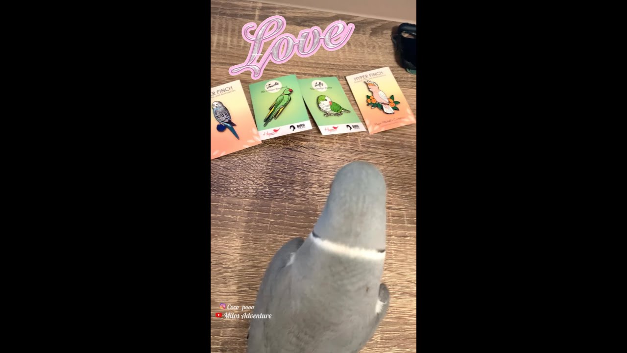 Cute talking parrot- Milo enjoying his bird pins - YouTube