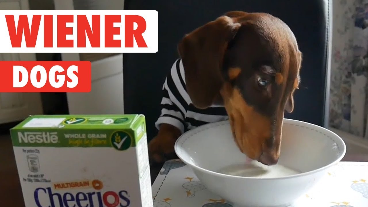 Wiener Dogs - YouTube