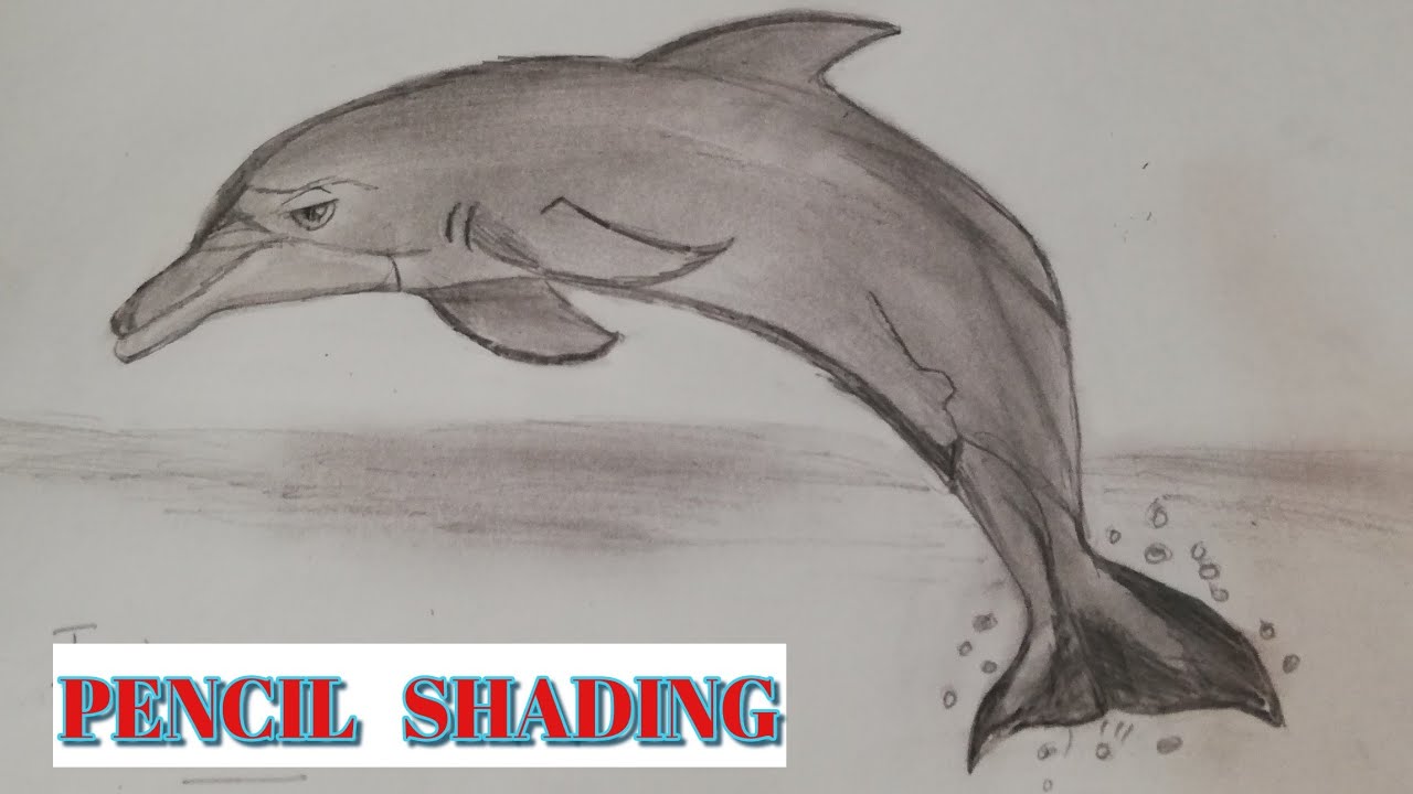 Pencil shading || Dolphin || Twins Bros activities - YouTube