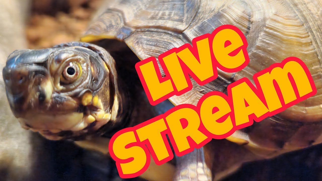 Turtle-Vision (Crystal and Orion) - YouTube