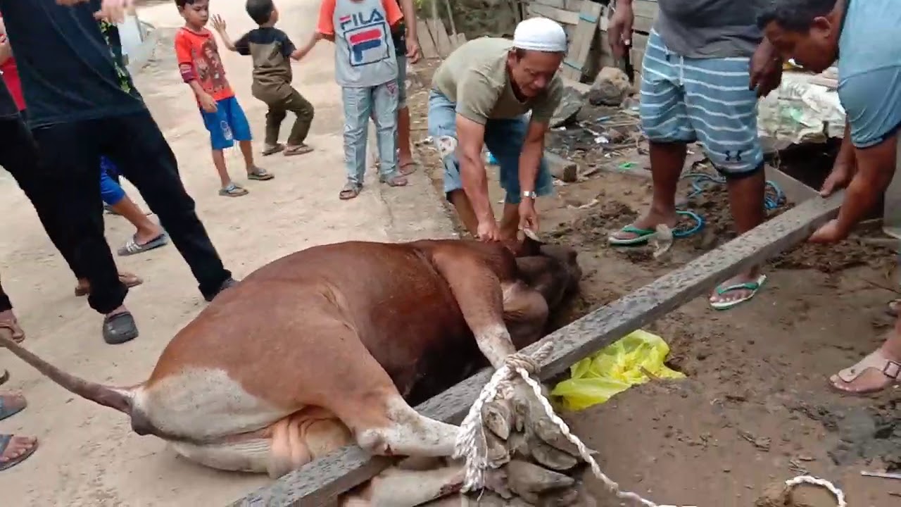 Sapi di potong - YouTube