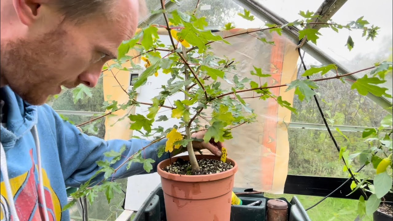 Pruning my Field Maple | 3yr Seedling pre Bonsai training - YouTube