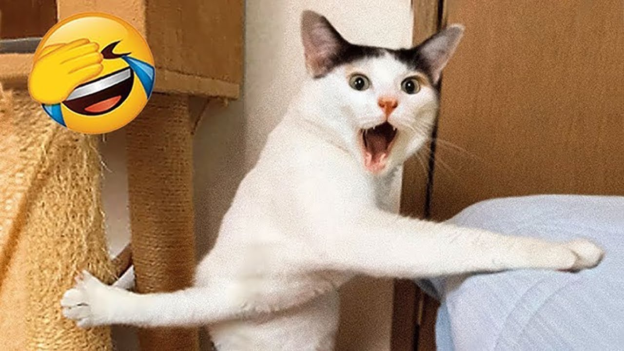 Funny Animal Moments Compilation #24 - YouTube