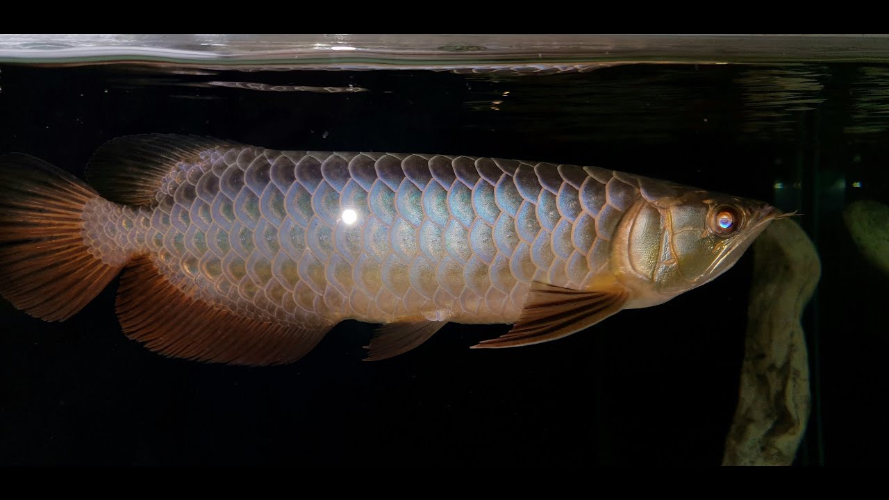 4 NEW Malaysian Golden Bluebase Crossback, ASIAN AROWANAS - YouTube