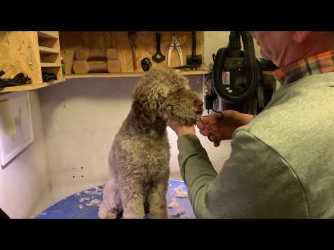 Lagotto Romagnolo klip - Lagotto grooming