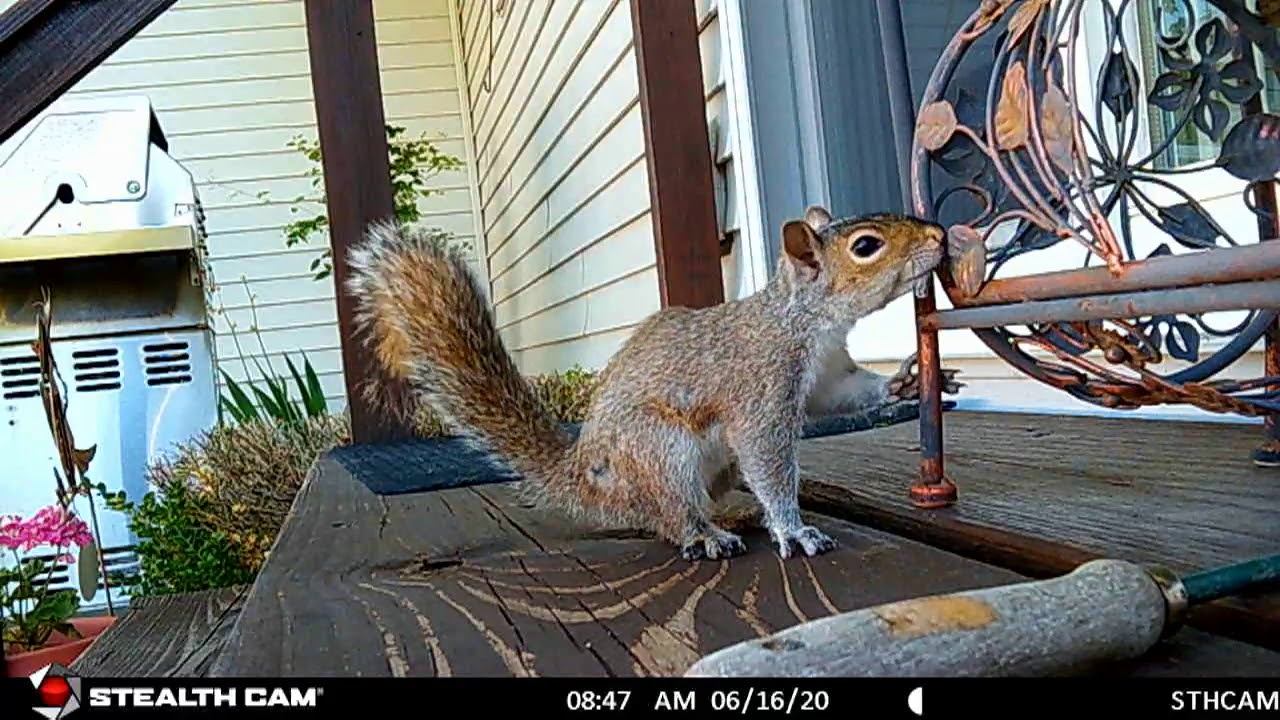 Teenage squirrel problems - YouTube