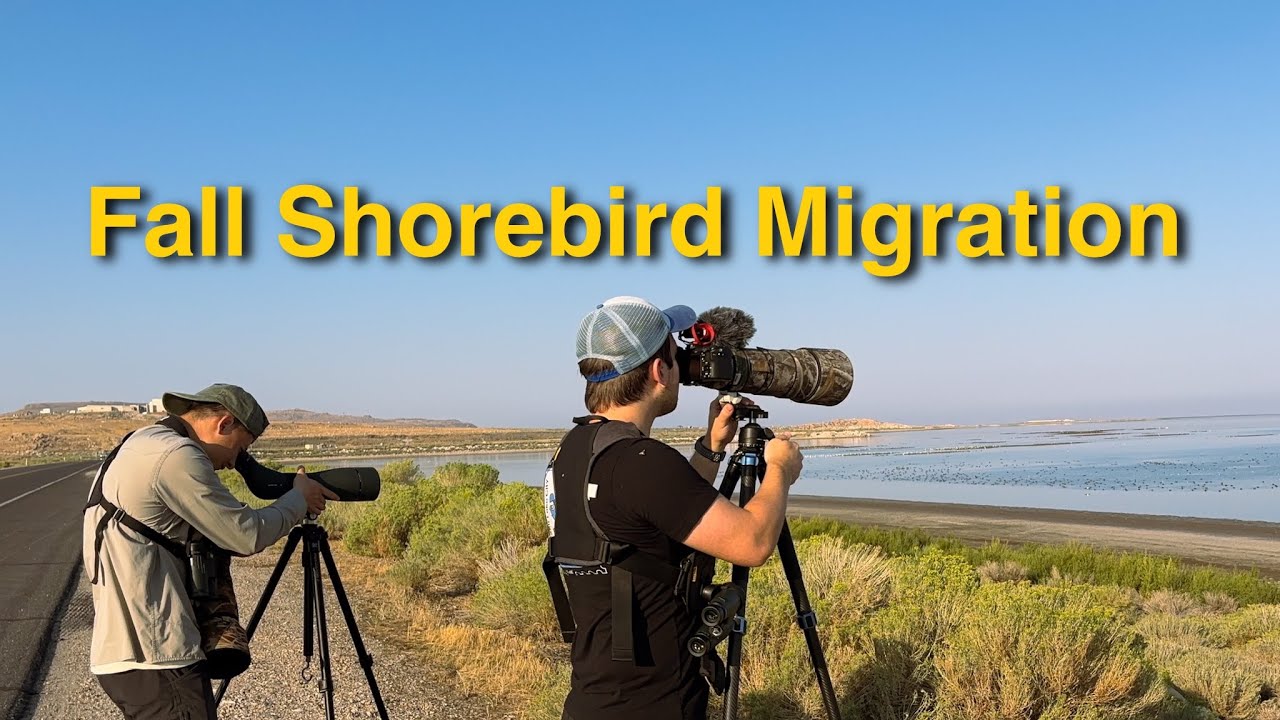 Awesome Lifer During Fall Shorebird Migration On the Antelope Island ...