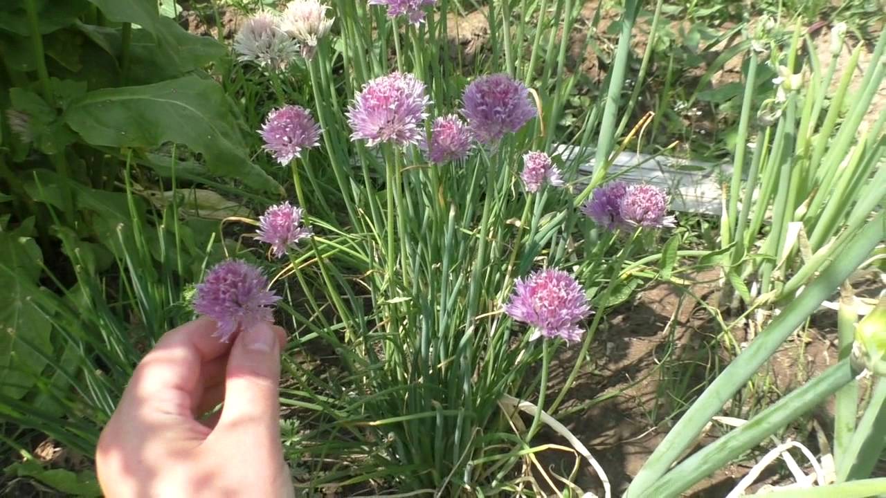 #Лук многолетний на зелень. 10 июня - YouTube