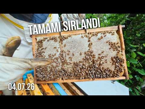2026'nın İLK BAL HASADI! %100 Sırlı Karakovan Peteği Aldık
