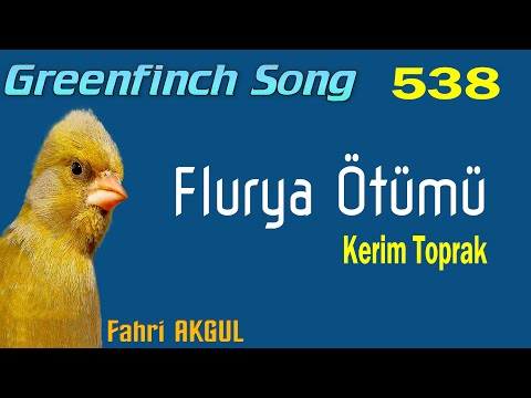 Flurya Kuşu ötümü 538