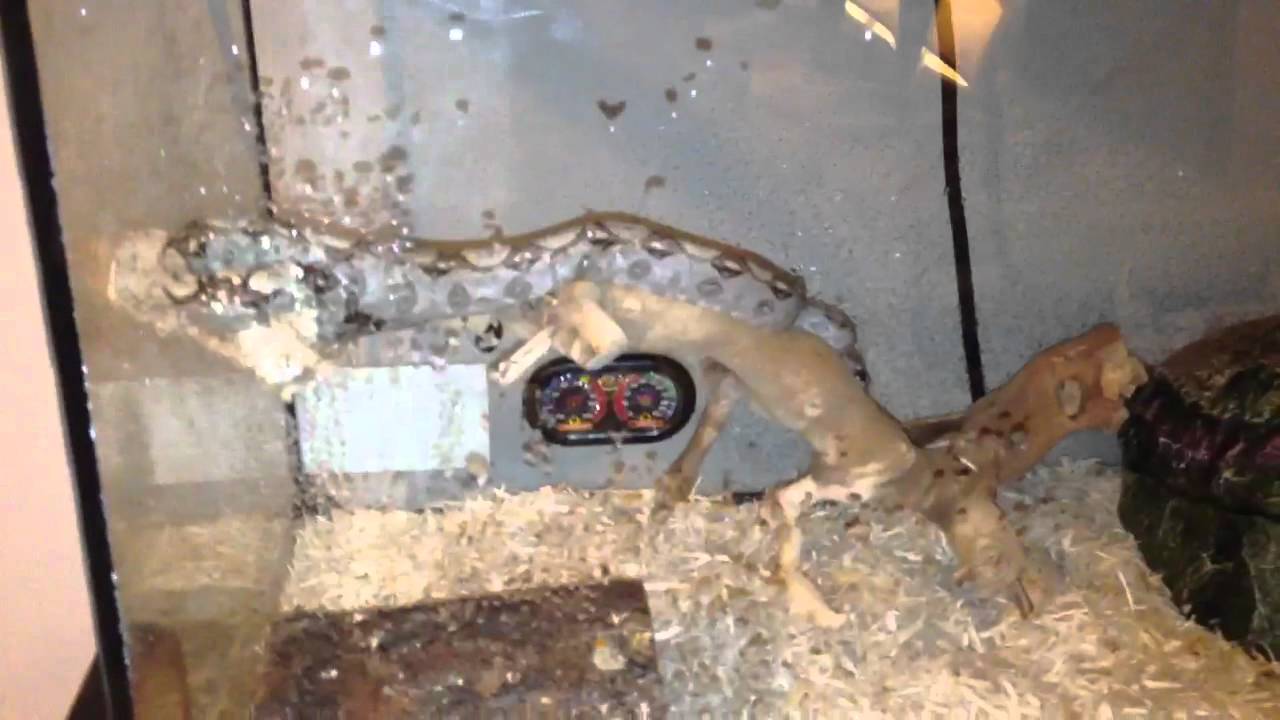 Columbian Red Tail Boa Cage Set Up - YouTube