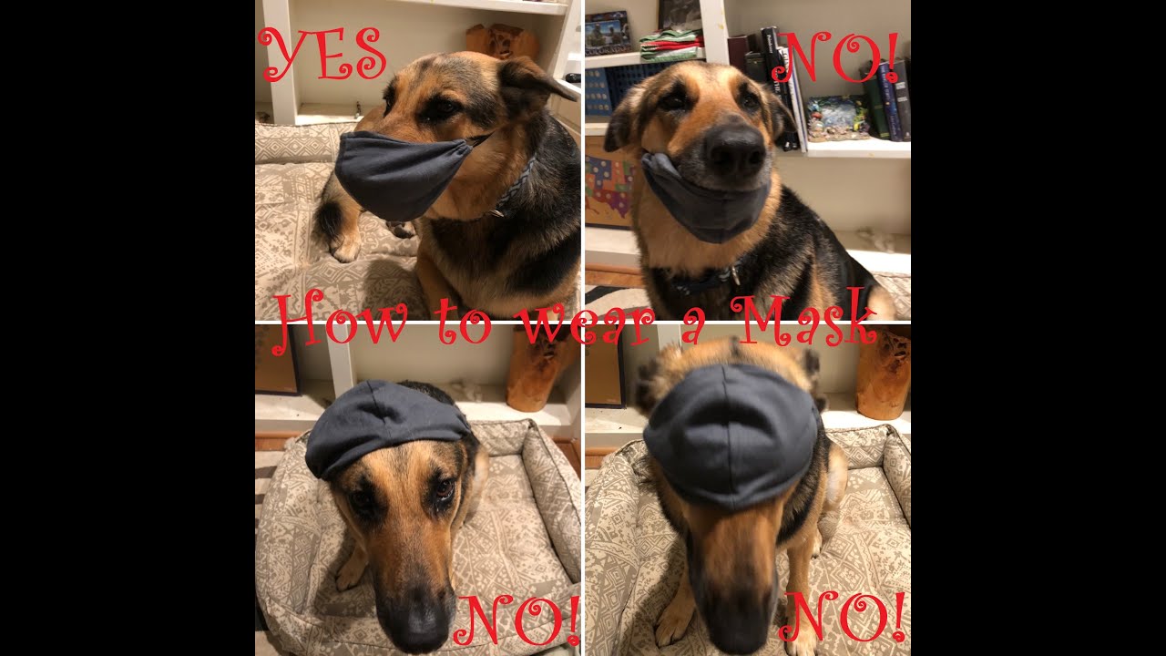 How to PROPERLY wear a mask for this pandemic. My Dog does it better ...