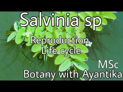 Salvinia sp Part 2 - YouTube