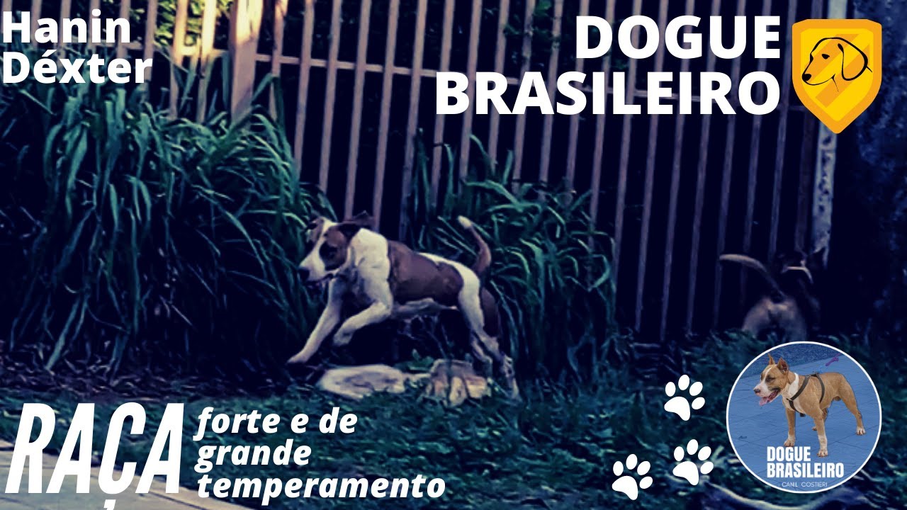 DOGUE BRASILEIRO - uma raça maravilhosa - CANIL COSTIERI - YouTube