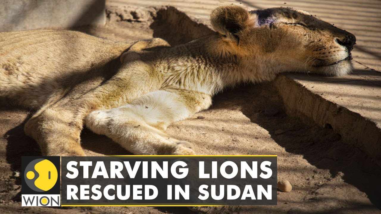 Sudan Wildlife South Sudan, The Last Frontier For Africa's Lions
