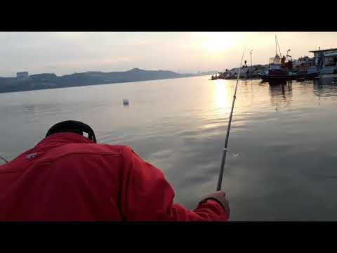 deniz anası ile sivriburun sargoz avi