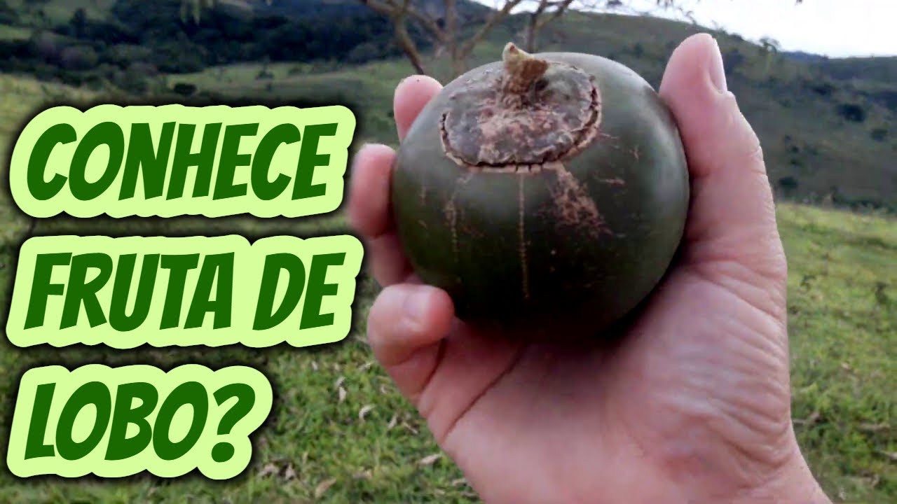 Árvore Lobeira produzindo muita fruta de lobo no campo. Nomes populares ...