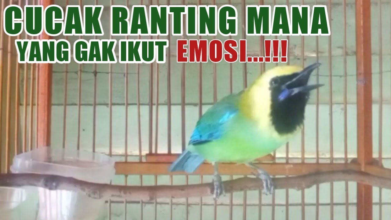 CUCAK RANTING ASLI GACOR FULL EMOSI NGENTROK - YouTube