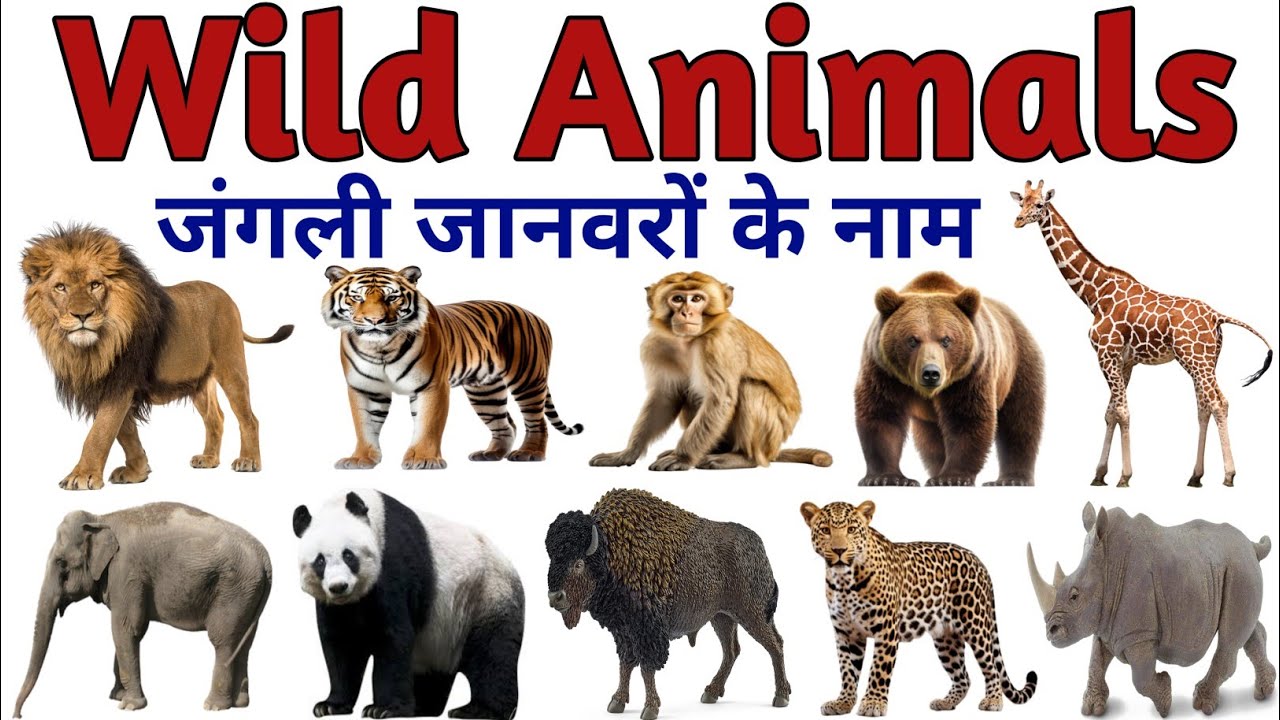 Animals Name | Wild Animals Name in Hindi & English with Pictures ...