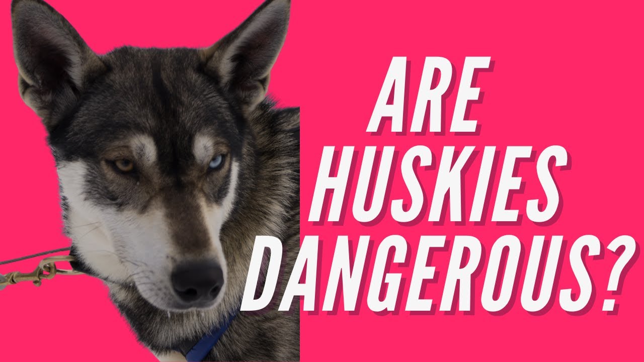 Huskies Dangerous Breed? Find About The Danger From These Magnificent ...