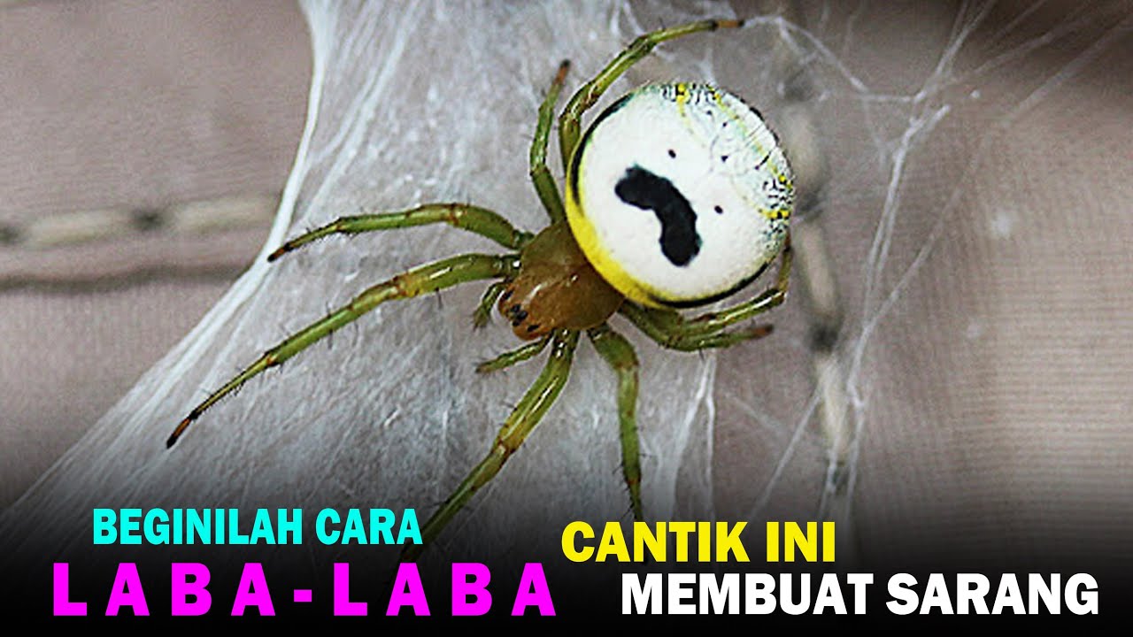 MELIHAT PROSES LABA-LABA MEMBUAT JARING ATAU SARANGNYA - YouTube