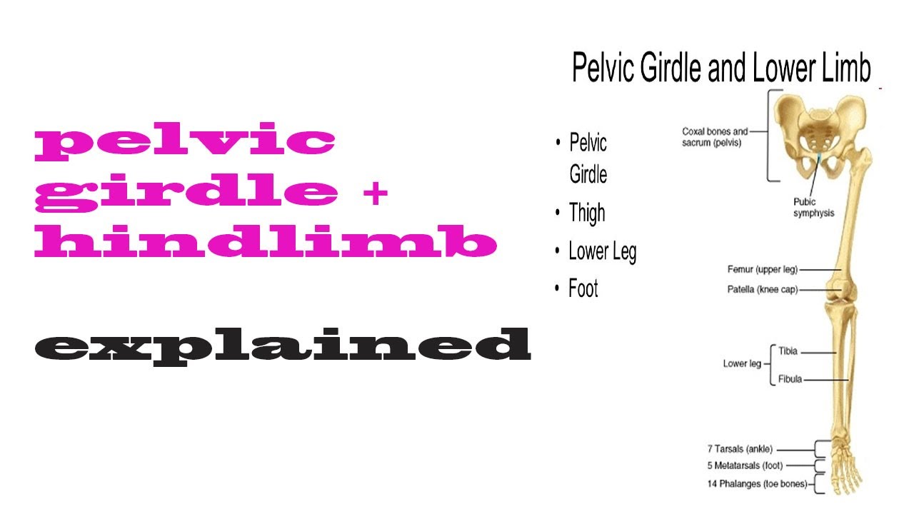 Lower Limb Girdle
