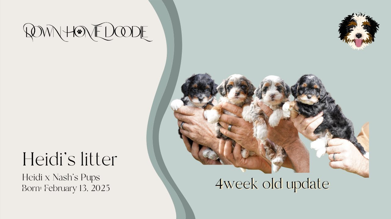 Heidi x Nash's Micro Bernedoodle Puppies | Down Home Doodle — 4week old ...