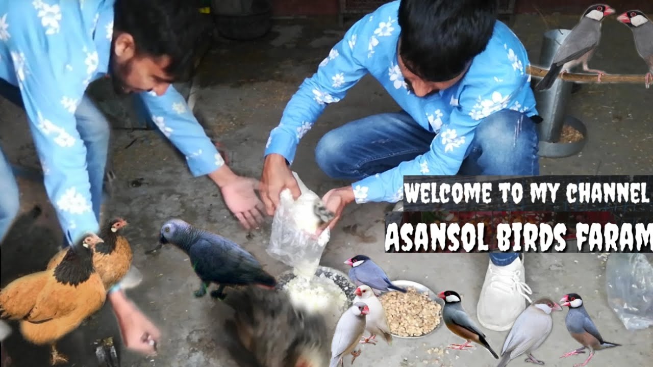 java birds farm video#like #cmoment #subscribe #birdfarm #asansol # ...