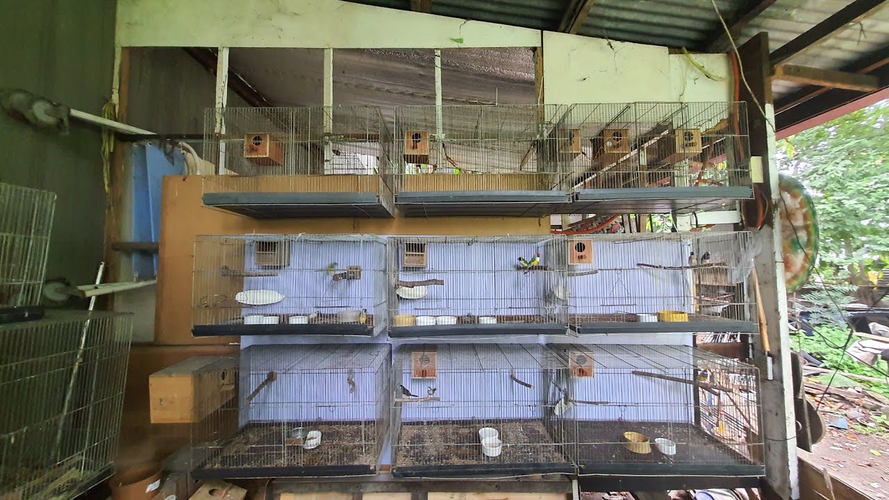 Old Cage Restoration and Aviary Setup [ENGLISH] - YouTube