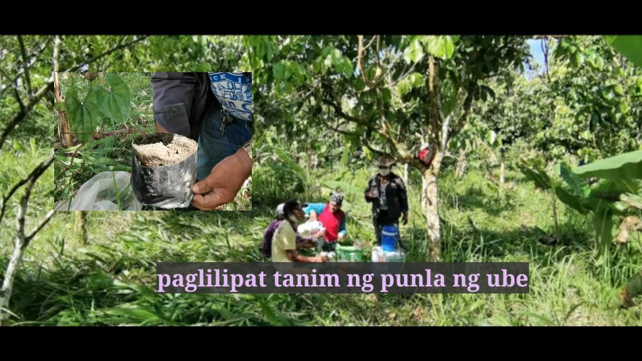 Paglilipat tanim ng mga punla ng Ube | #agriculture #orientalmindoro # ...